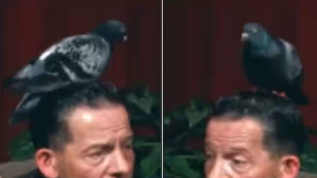 Watch: Old BBC Interview Of A Man Who Had A Pigeon Living On His Head ...