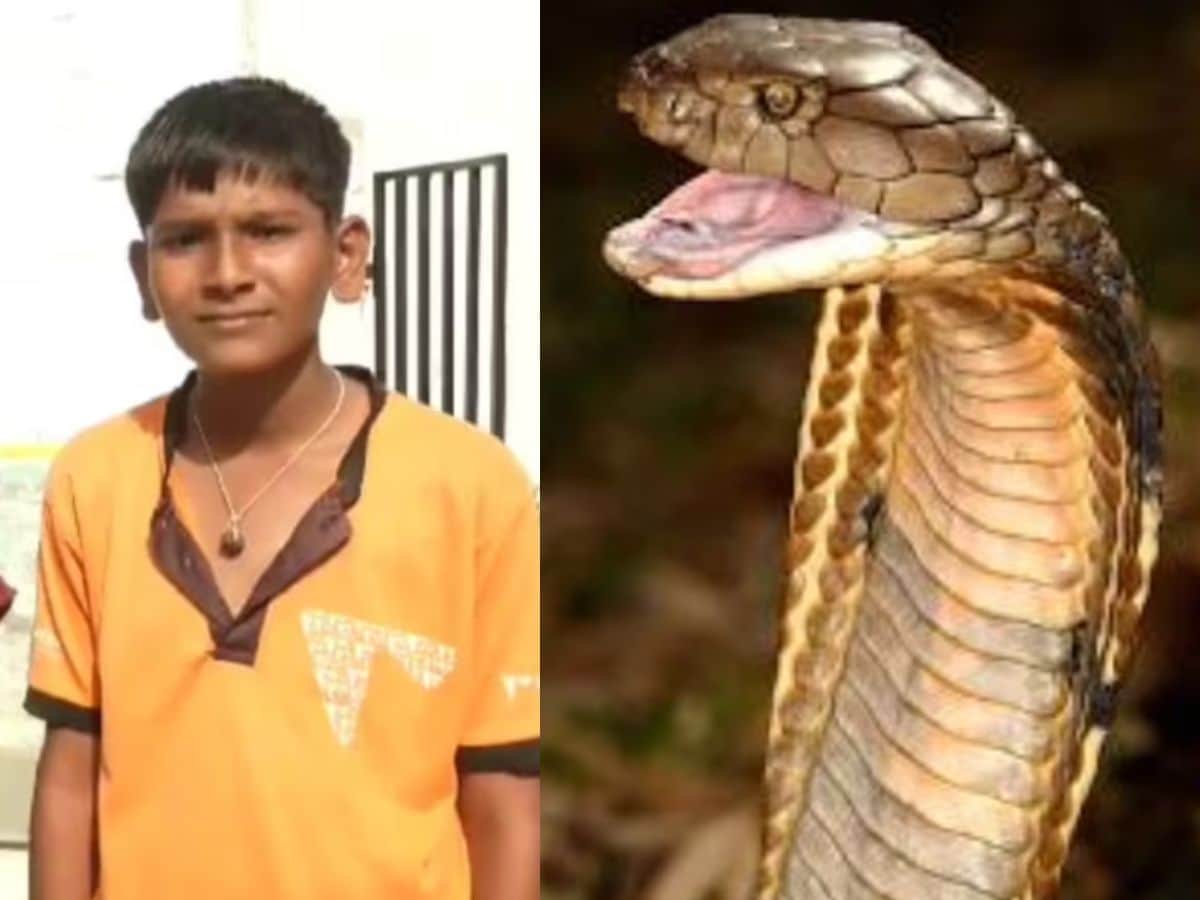 King Cobra Bite Wounds