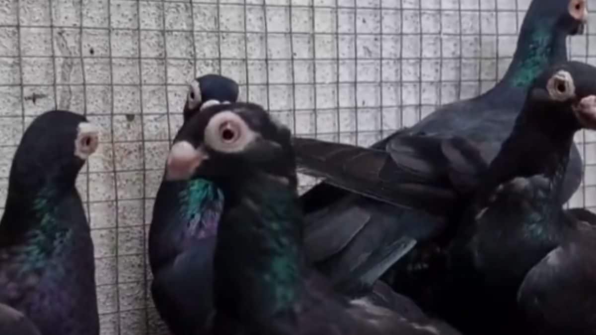 Bird Enthusiast Suggests Ways To Save Madurai’s Native Katta Mooku ...