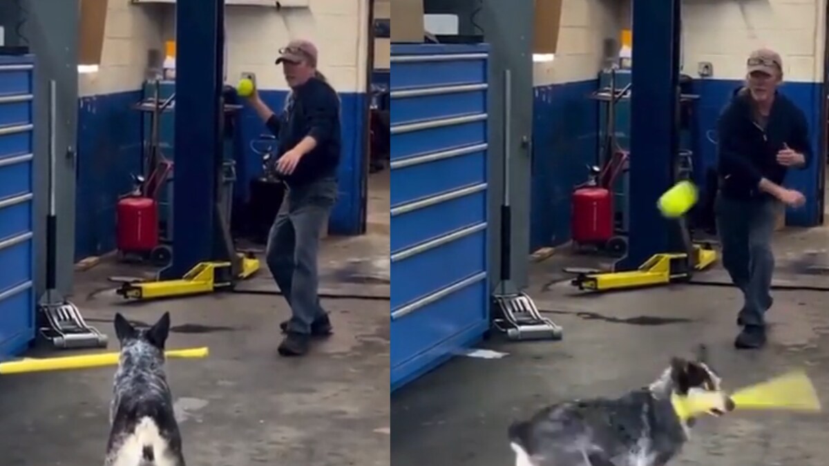 Viral Video Of Dog Playing Baseball Will Beat Your Monday Blues | Viral ...