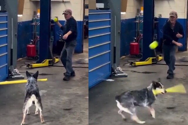 Viral Video Of Dog Playing Baseball Will Beat Your Monday Blues - News18