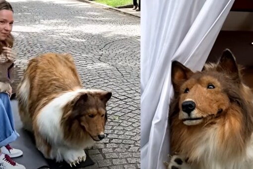 Japanese Man Who Spent Rs 12 lakh To Transform Into Dog Clarifies True ...