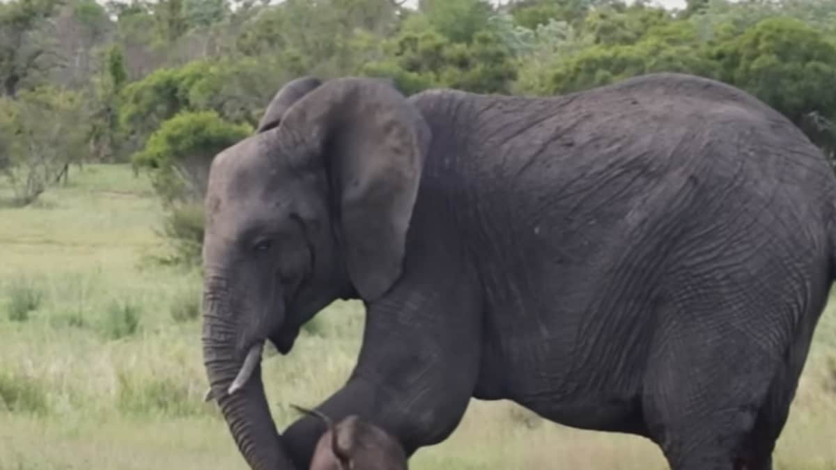 Video Of Mama Elephant Teaching Her Newborn To Stand Up Is Pure Love ...
