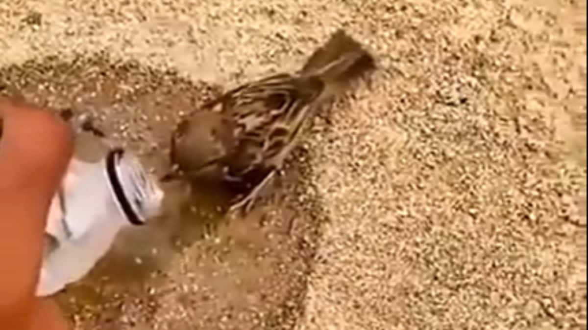 Video Of Man Offering Water To Thirsty Bird Will Melt Your Heart ...