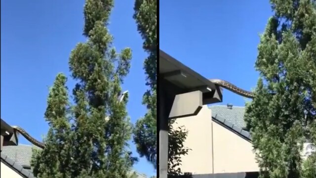 Viral: Massive 16-Foot Python Takes A Thrilling Stroll Across Rooftop ...