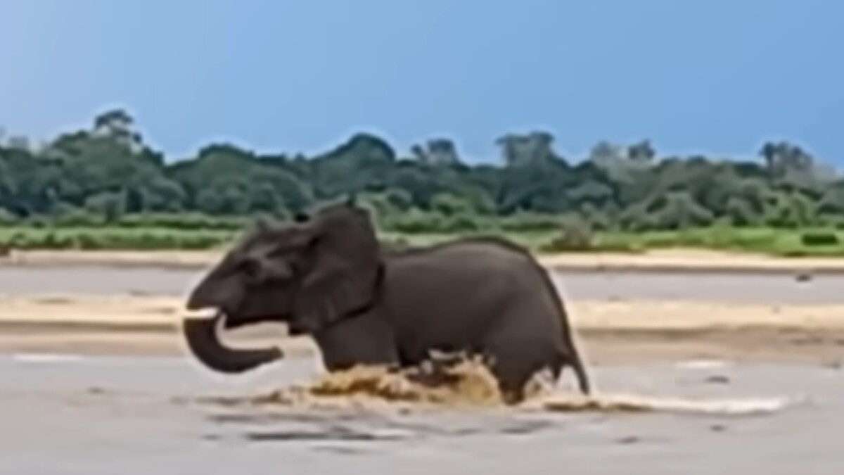 Watch: Elephant Escapes From The Jaws Of Hungry Crocodile, Internet Is ...