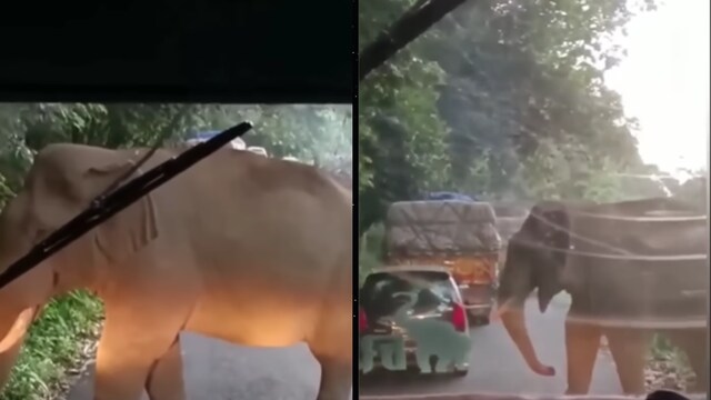 Watch: Kerala Bus Driver's Calmness Saves The Day As Wild Elephant ...