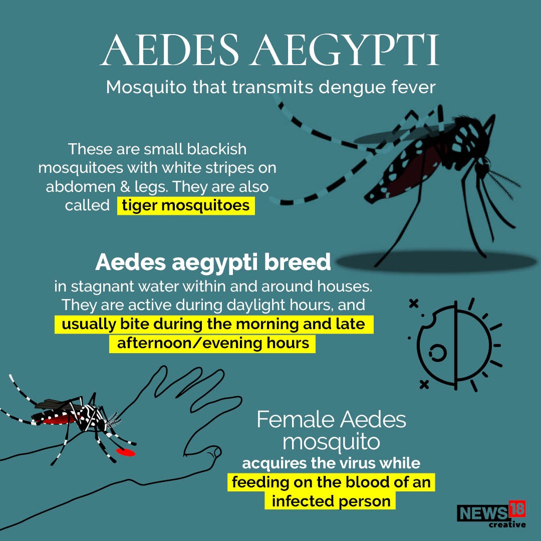 From Symptoms To Precautions: Here Is All That You Need To Know About ...