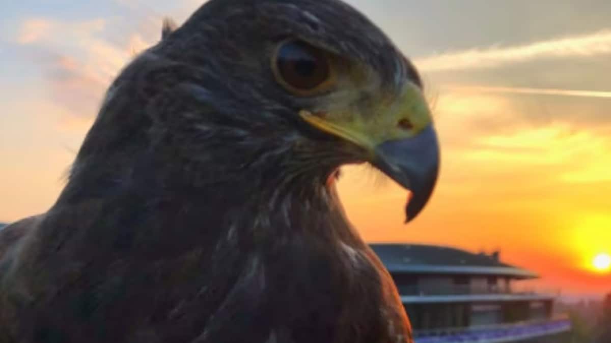 Woman Attacked By Snake And Hawk At The Same Time Says, 'I Had Venom ...