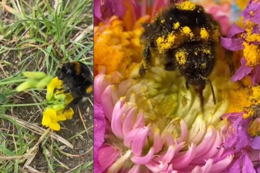 Woman's Kind Gesture For Injured Bumblebee Is Winning Internet - News18