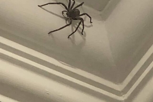 UK Man Spots Giant Spider Inside House But He Doesn’t Want To Kill It ...