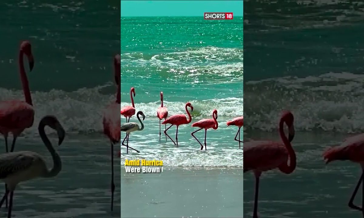 Flamingos Return To Florida After Hurricane Idalia | Florida Hurricane ...