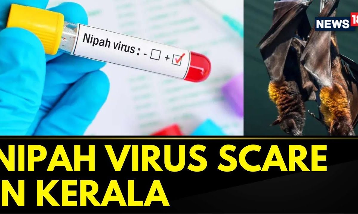 Nipah Virus | Nipah Virus In India | Nipah Virus Scare Continues To ... Nipah Virus | Nipah Virus In India | Nipah Virus Scare Continues To ...