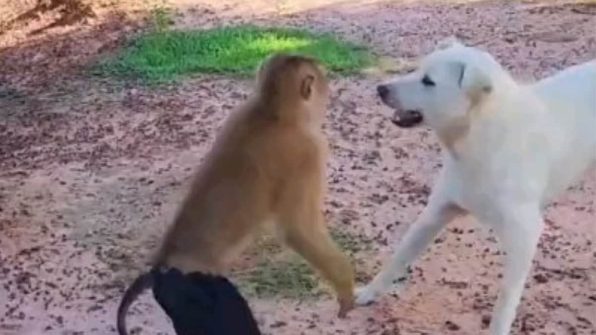 Adorable Video Of Monkey Taking On A Dog Will Take Your Monday Blues ...