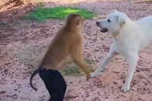 Adorable Video Of Monkey Taking On A Dog Will Take Your Monday Blues ...