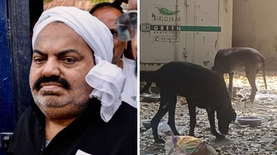 ‘Dog Days’ for Slain Gangster Atiq Ahmed’s Pets End: Great Danes Dainy ...