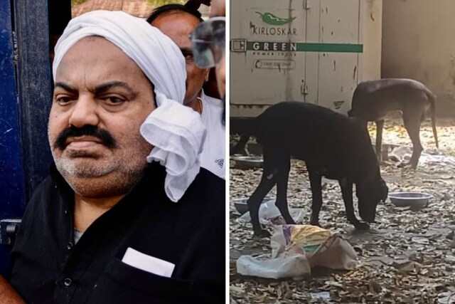 ‘Dog Days’ for Slain Gangster Atiq Ahmed’s Pets End: Great Danes Dainy ...
