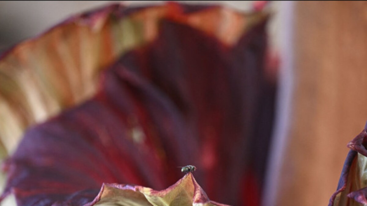 'Like An Urban Dumpster': Rare Corpse Flower Stinks Out California ...