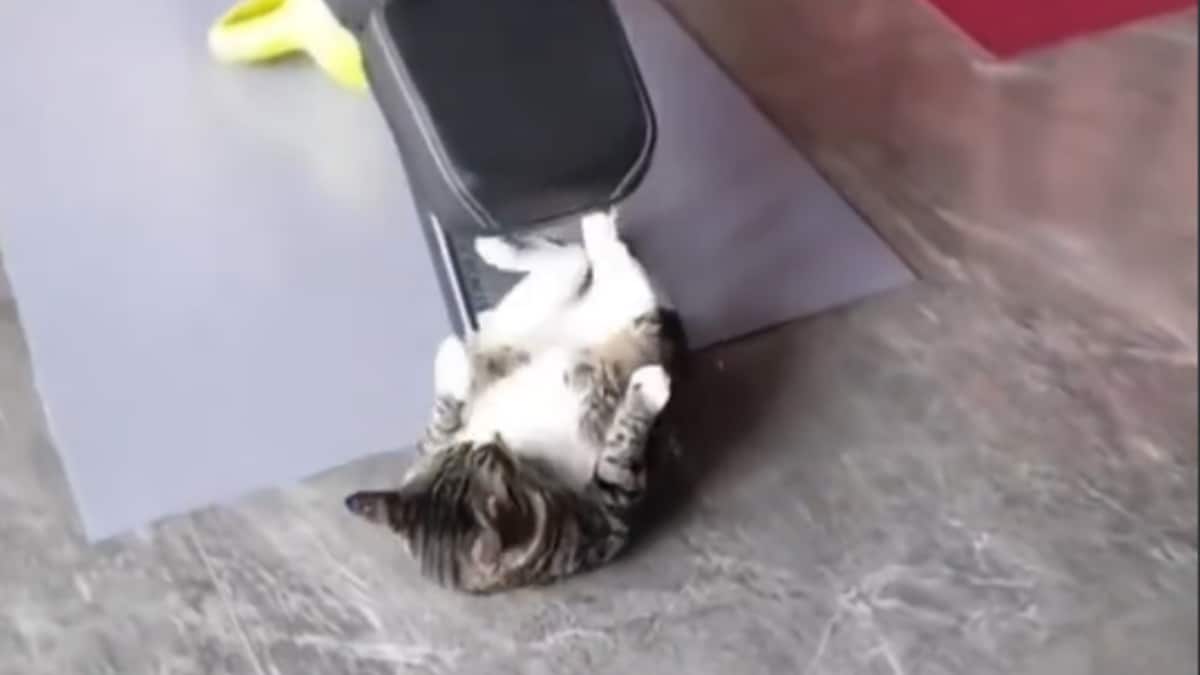 Video Of Cat Performing Crunches Is The Gym Motivation You Need | Viral ...