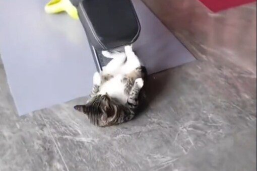 Video Of Cat Performing Crunches Is The Gym Motivation You Need - News18