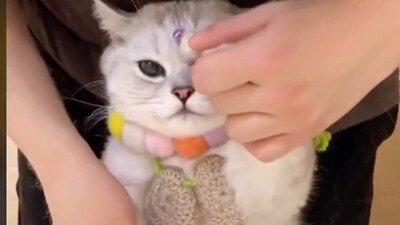 Cat's Sensational Belly Dance Is The Best Thing On Internet Today ...