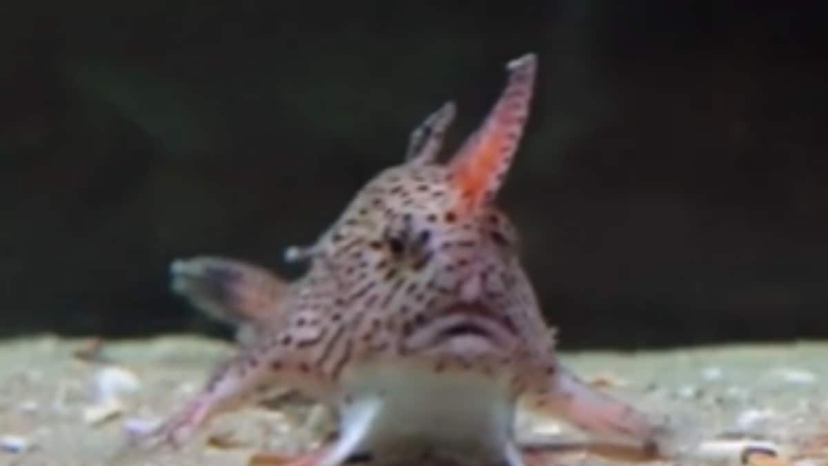 Fish Considered To Be Critically Endangered Appears On Australian Beach ...