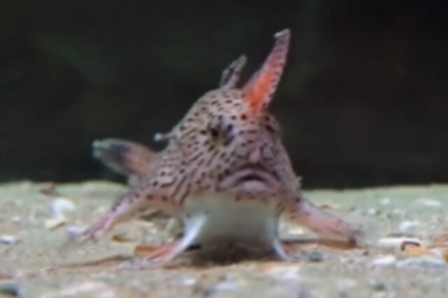 Fish Considered To Be Critically Endangered Appears On Australian Beach ...