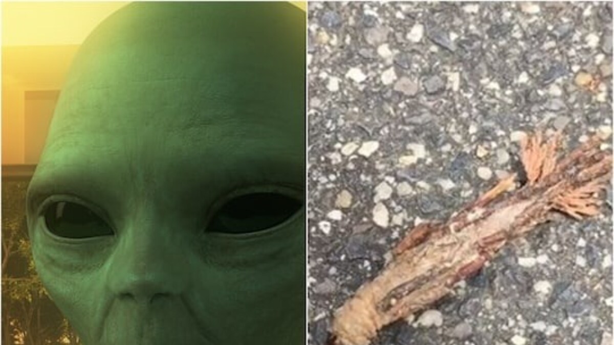 Australian Man Freaks Out Seeing Alien-like Creature At His Doorstep ...