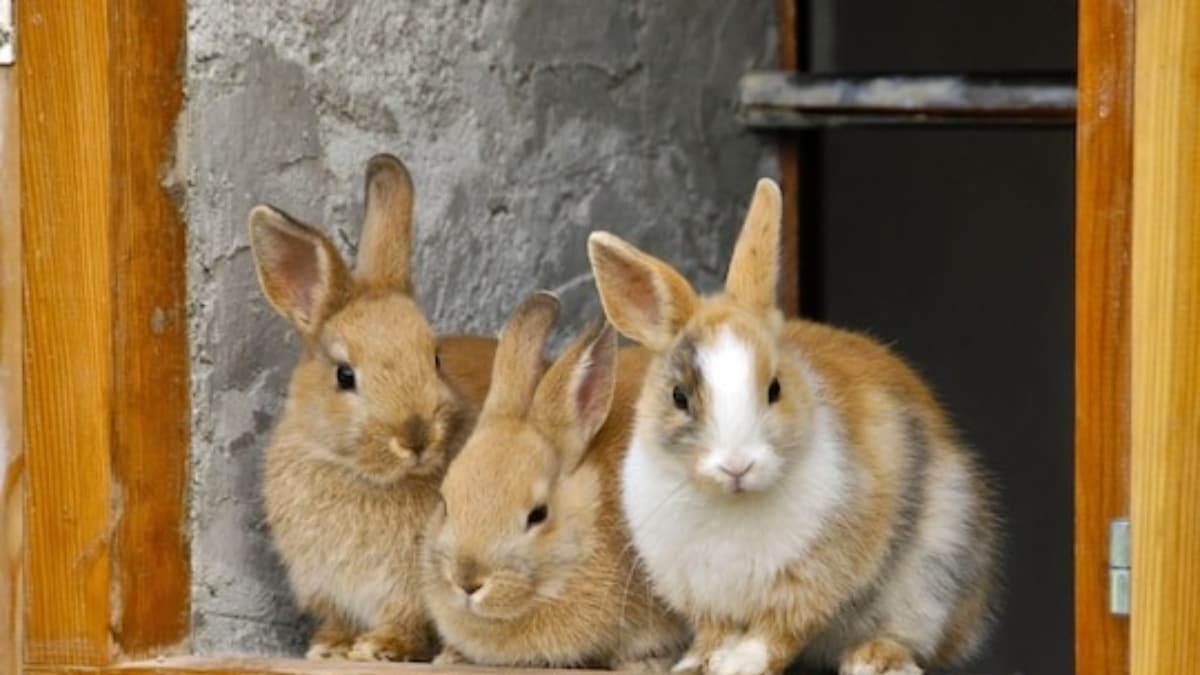 Here's Why Australia Is Grappling With Invasion Of European Rabbits ...