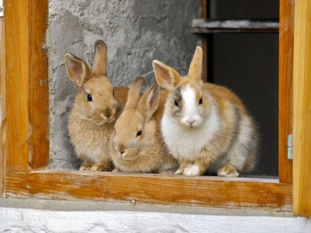 Here's Why Australia Is Grappling With Invasion Of European Rabbits ...