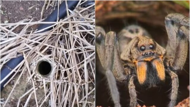 Australian Man Discovers Spider Hole In Garden, Internet Calls It ...