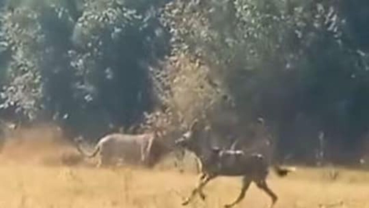 Watch: Wild Dogs Chase A Lion, See What Happens Next | Viral News - News18
