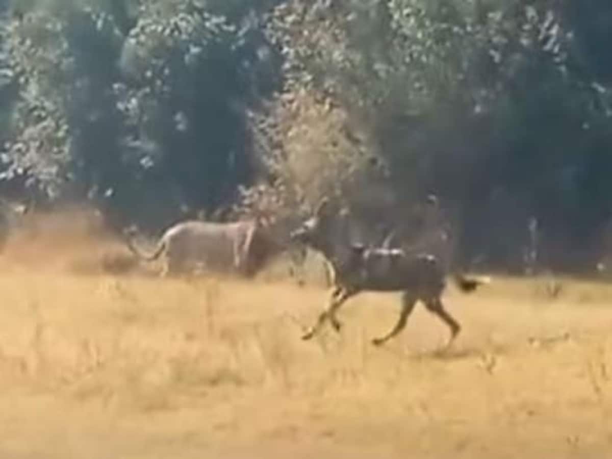 Male Lion Chasing Deer