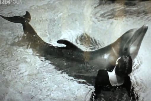 When The Love Story Of A Dolphin And Woman Made News In The 60s - News18