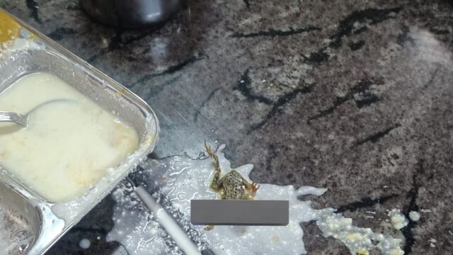 KIIT Bhubneshwar Slammed After Dead Frog Found in Hostel's Food ...