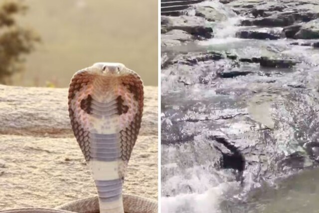 At Tamil Nadu's Famous Courtallam Temple, 12-foot-long King Cobra ...