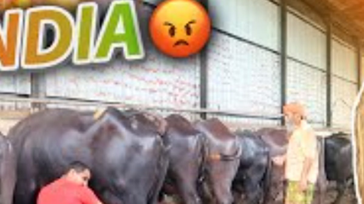 YouTuber Slayy Point's Satire Video On How Foreigners Show India Is ...