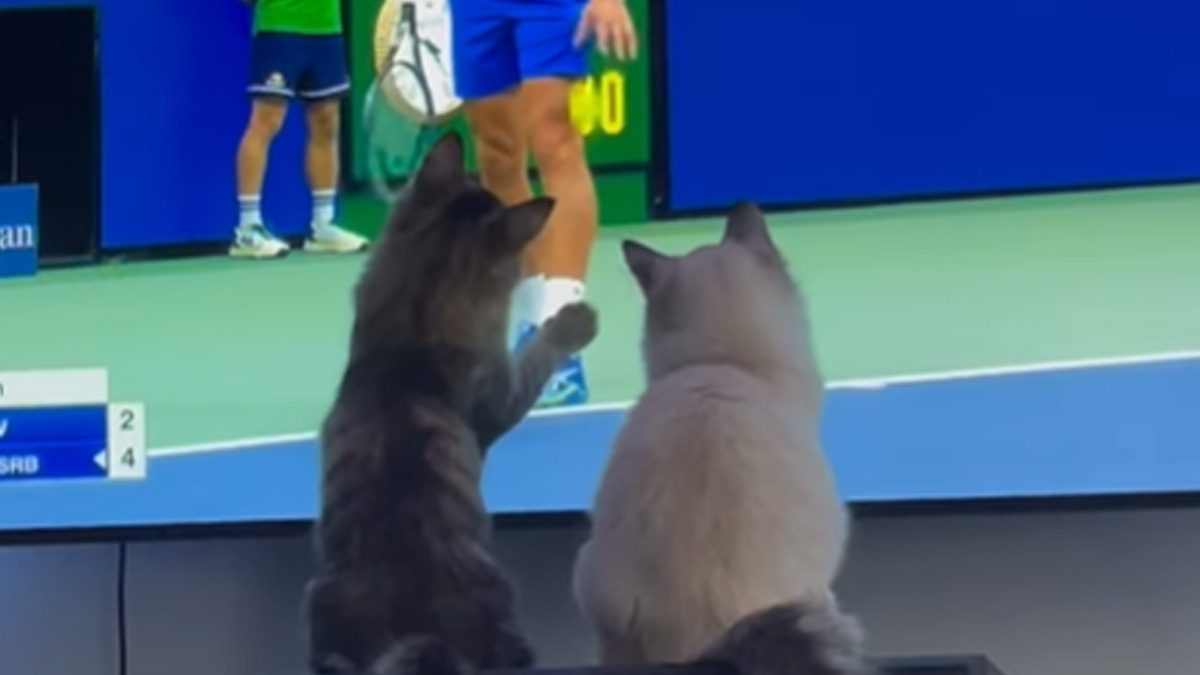 Cats Trying to Catch Ball From The TV Screen Is Super Adorable | Viral ...