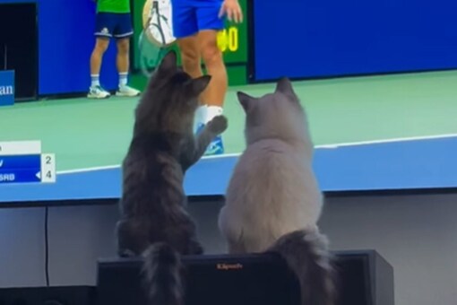 Cats Trying to Catch Ball From The TV Screen Is Super Adorable - News18