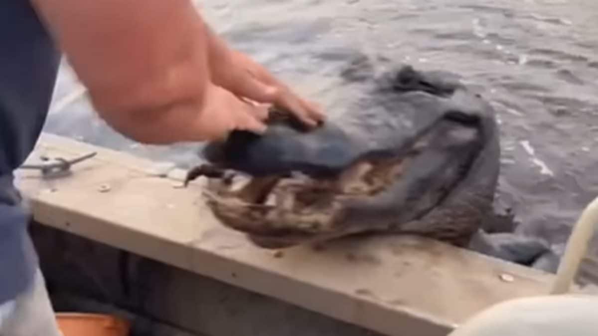 Alligator Scales Boat In This Unbelievable Footage | Viral News - News18