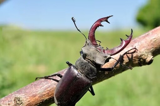 The World’s Most Expensive Insect Is Worth Around Rs 65 Lakh - News18