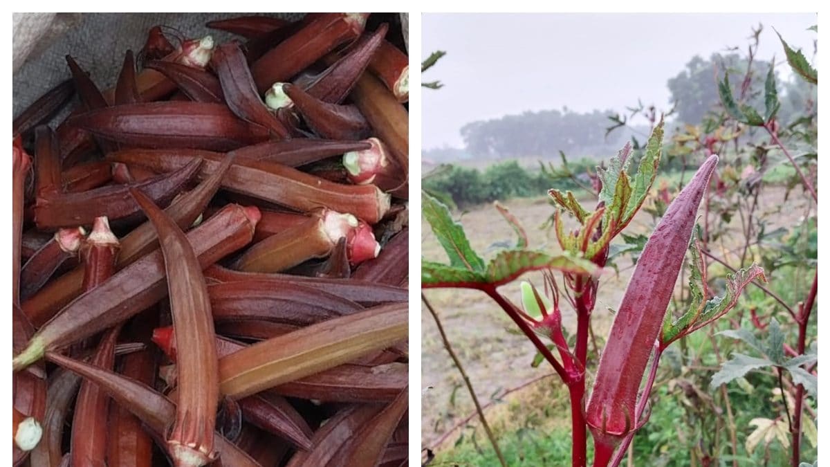 Cultivation of 'Red Ladies' Finger' Starts at Siliguri, Farmers ...