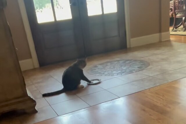 ‘So Dramatic’: Sassy Cat Flips Plate To Signal She's Done Eating - News18