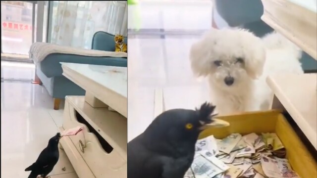 The Cutest Heist: Bird Steals Currency Notes And Then Deposits At Owner ...