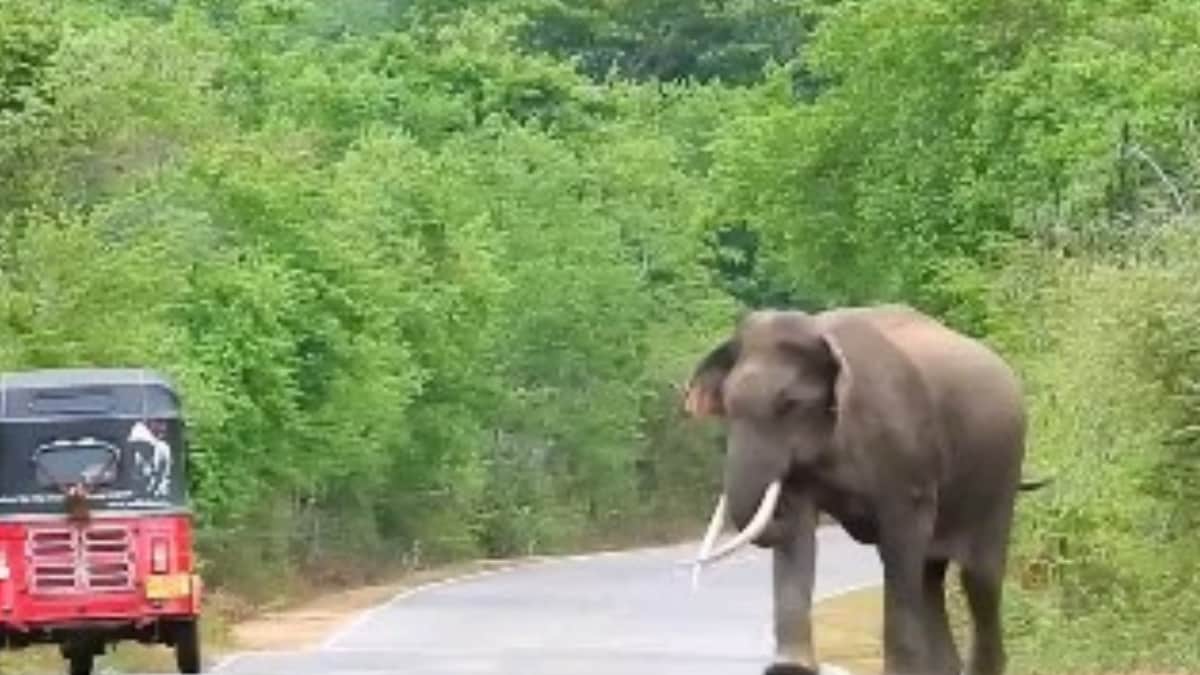 This Video Of Angry Elephant Chasing Man Is Not For The Faint-Hearted | Viral News - News18