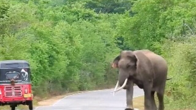 This Video Of Angry Elephant Chasing Man Is Not For The Faint-Hearted ...