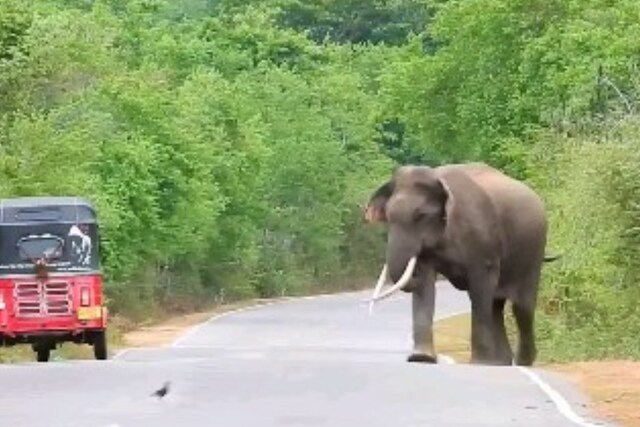 This Video Of Angry Elephant Chasing Man Is Not For The Faint-Hearted ...