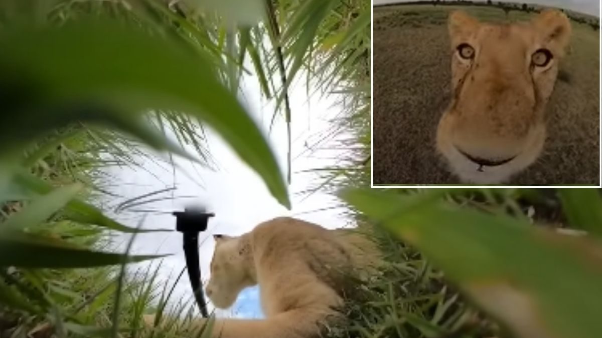 Lion in Kenya Steals GoPro Camera and Gives Never-seen-before POV in ...