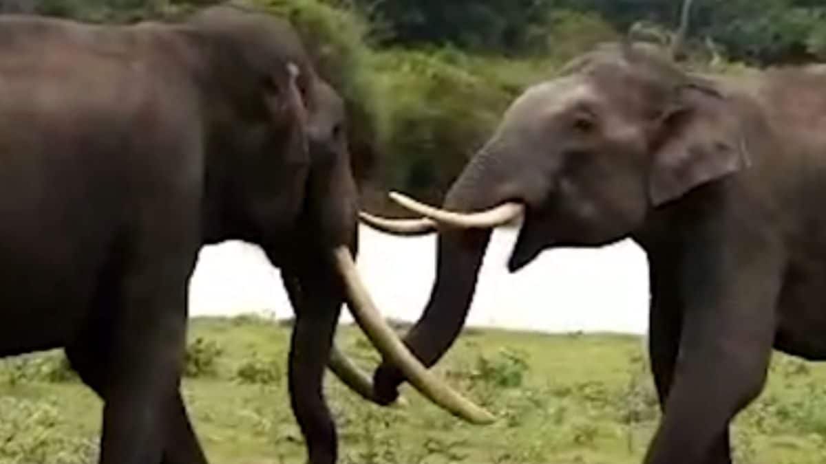 Rare Elephant With Tusks Touching The Ground Found In Bandipur After ...