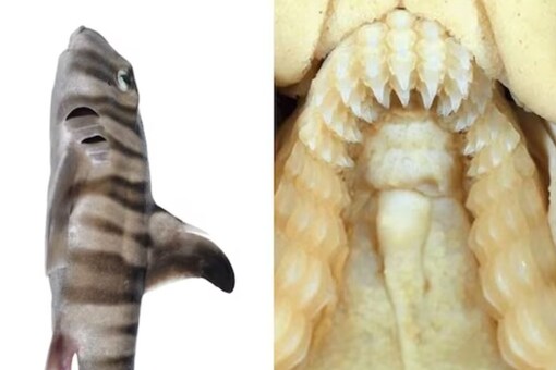 Shark With Human Teeth Spotted In Australian Rivers - News18